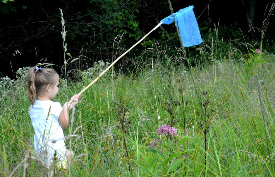 16033telobutterfly3072017