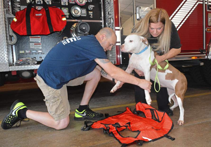 79798phprescueharness5080918