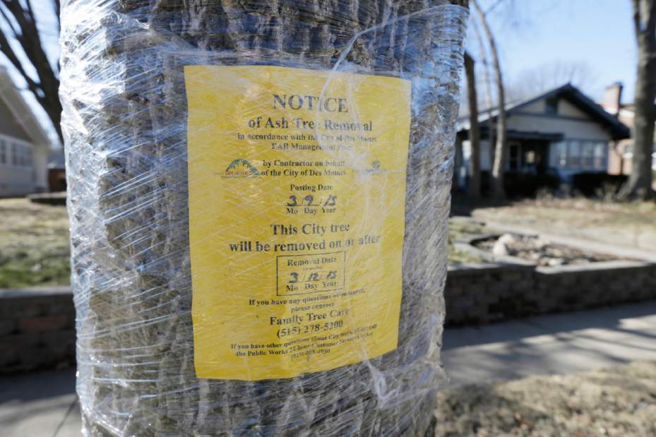 EndangeredAshTrees86581jpgda00c