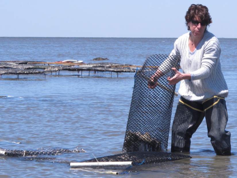 OysterFarmsShorebirdsJPEG06705