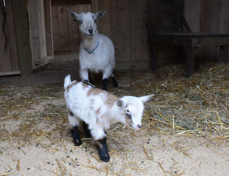 PHPgoatsgrazing15040716