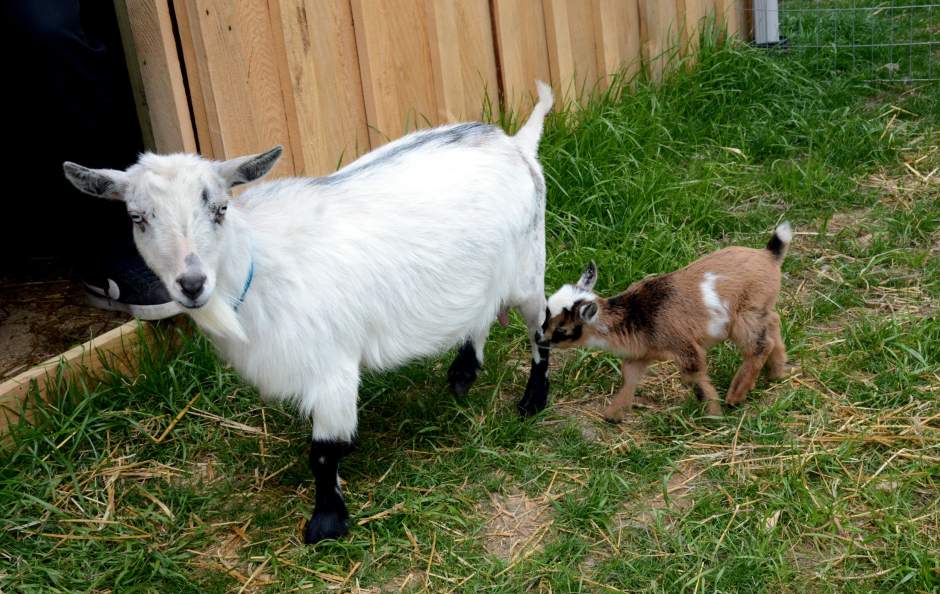 PHPgoatsgrazing18040716