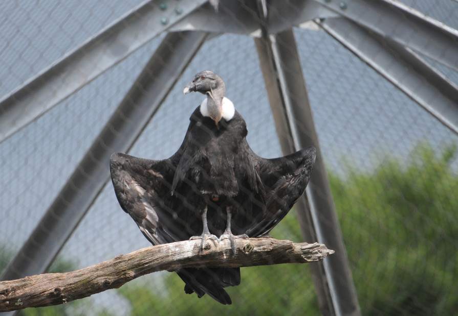 PTRLIVCONDOR02061915