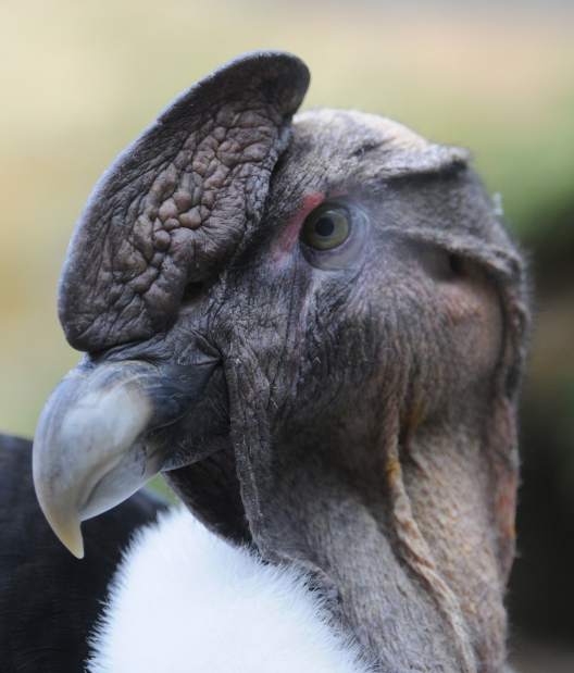 PTRLIVCONDOR03061915