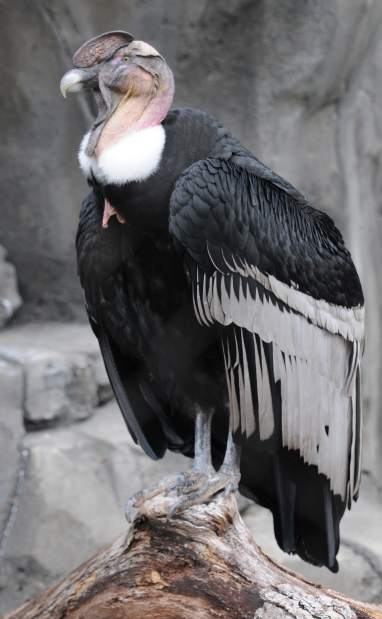 PTRLIVCONDOR04062015