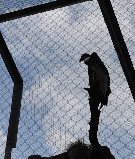 PTRLIVCONDOR06061915