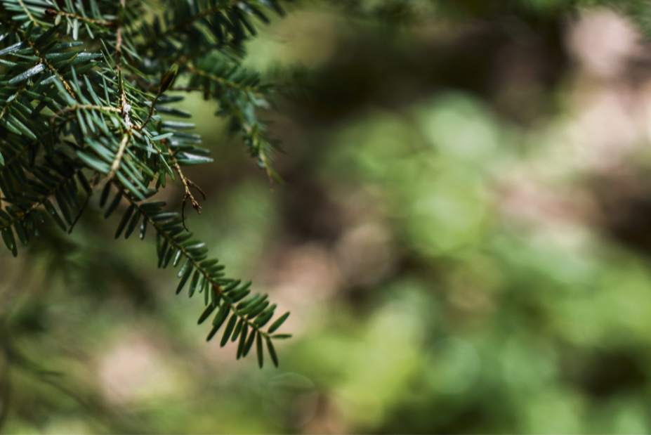 gtrNaturalArea13071317