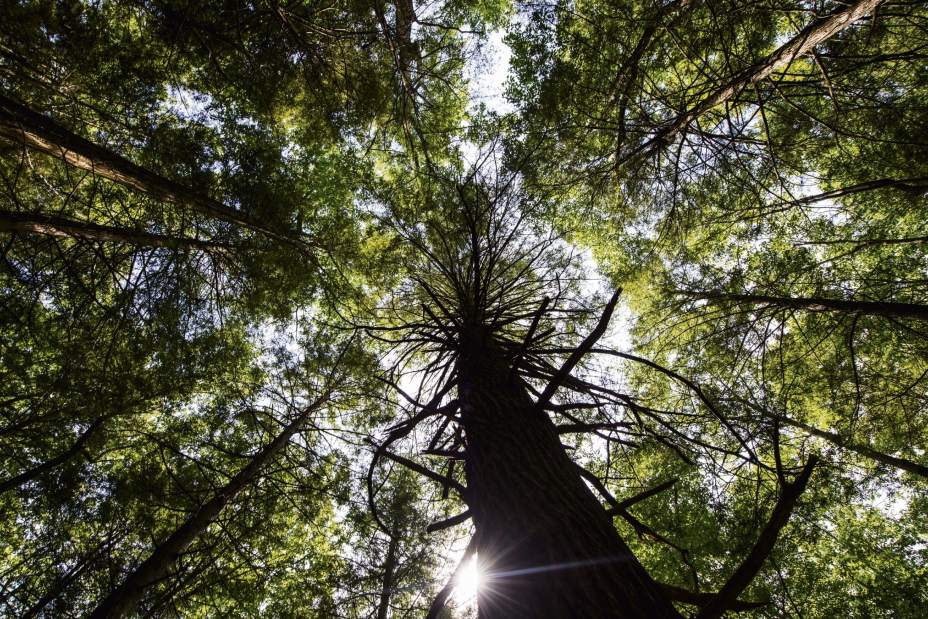 gtrNaturalArea4071317