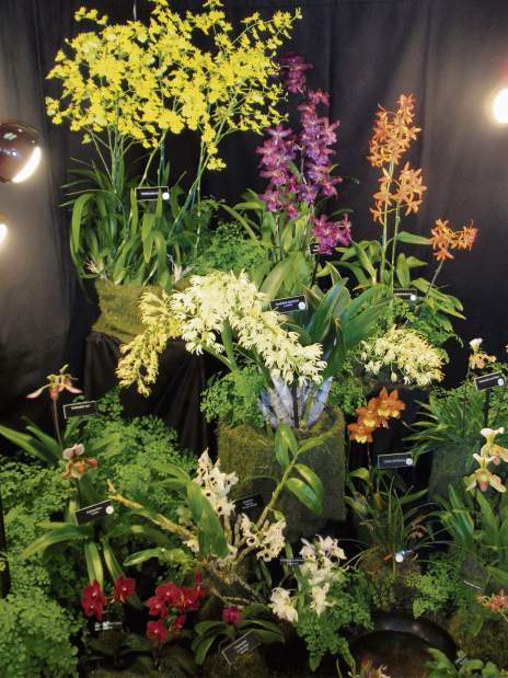 ptrLIVorchids1031816