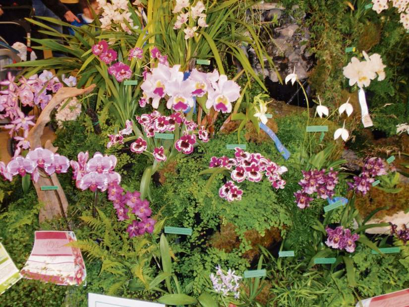 ptrLIVorchids3031816