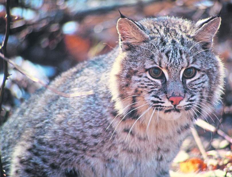 ptrWomanStragglesBobcat061818