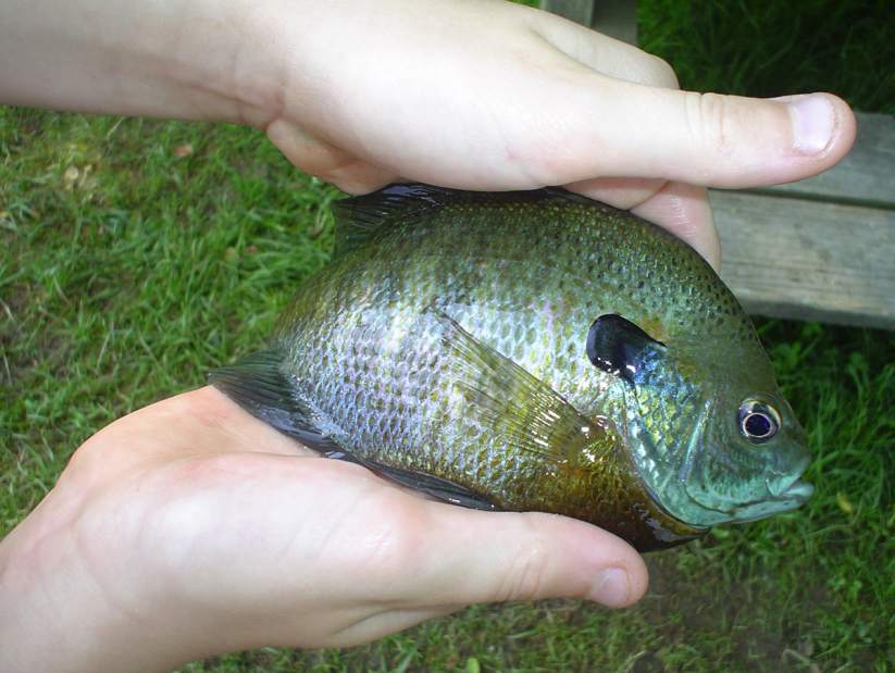 ptrlivbluegill