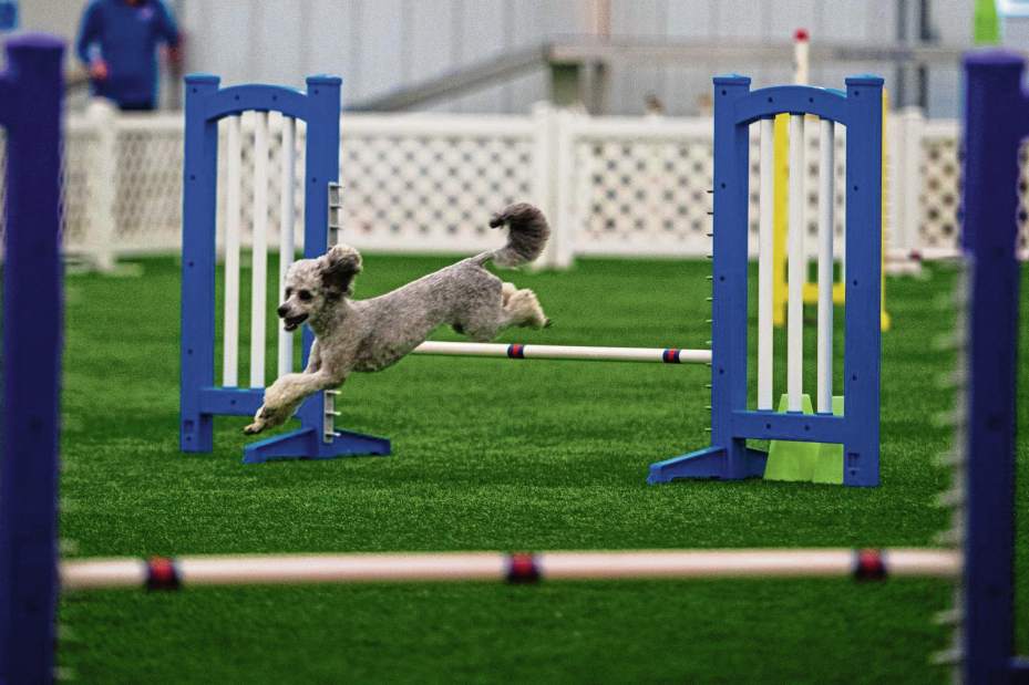 496268GTRagility3120218